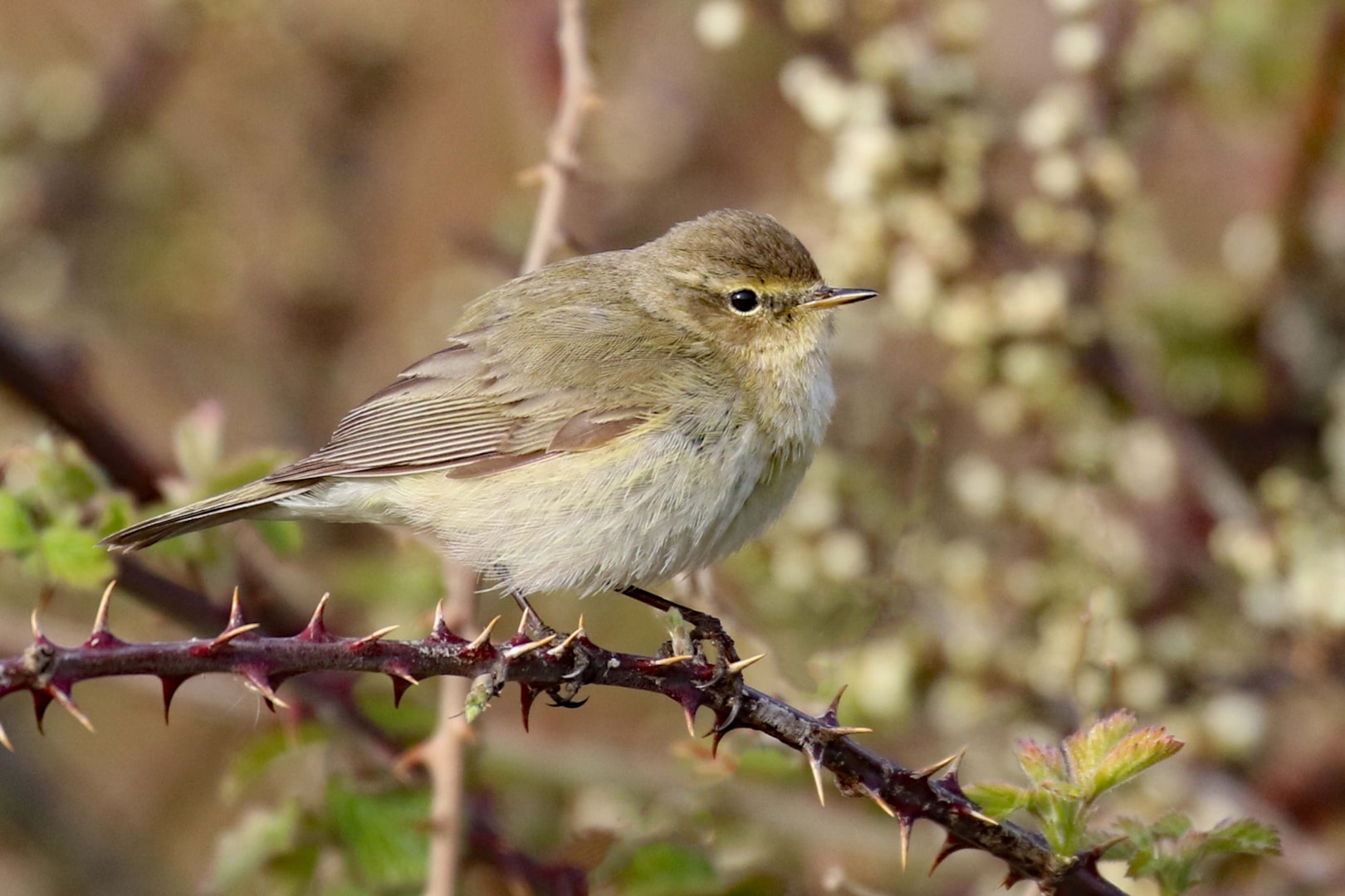 Common Chiffchaff by Christopher Bell - BirdGuides