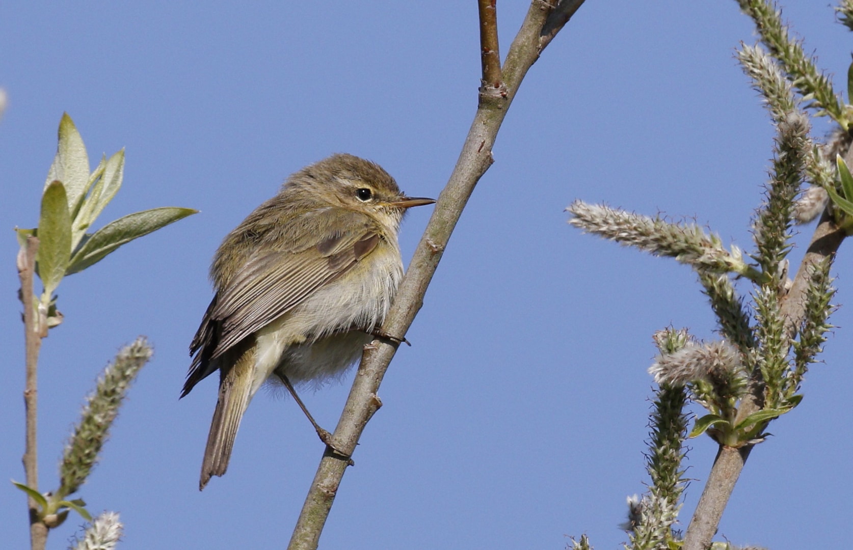 Common Chiffchaff by David Bradshaw - BirdGuides
