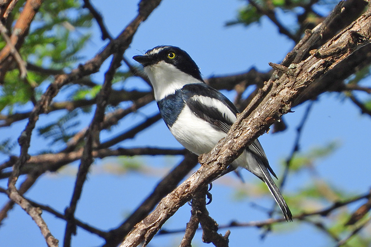 Chinspot Batis by Keith Dover - BirdGuides