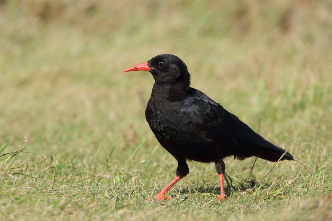 Chough by Chris Mayne - BirdGuides