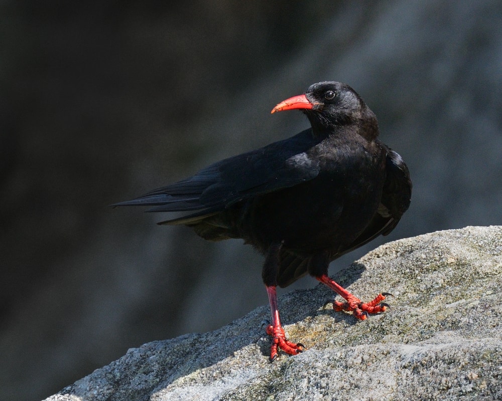 Chough by Tom Hines - BirdGuides