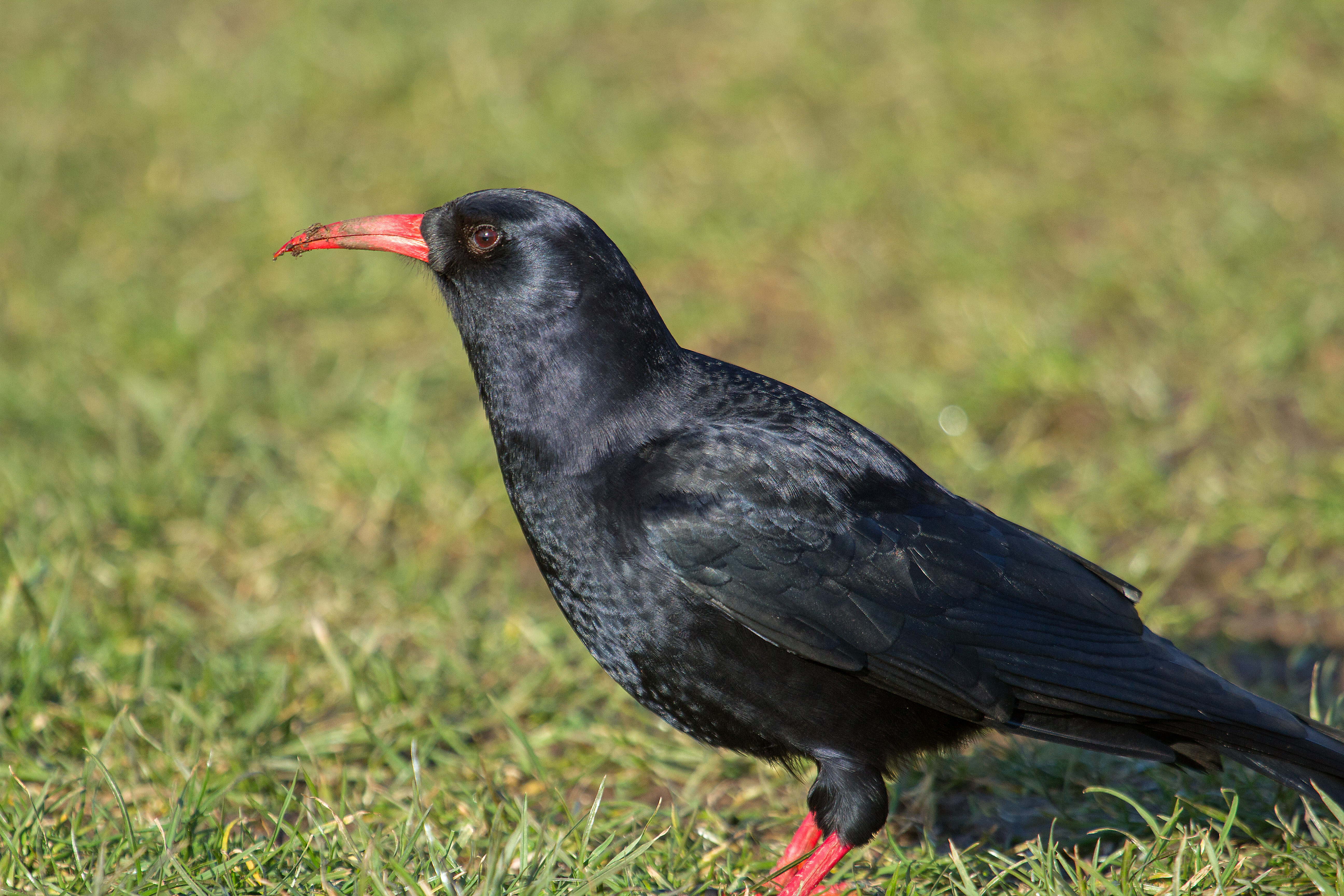 Chough by Andrew Collins - BirdGuides