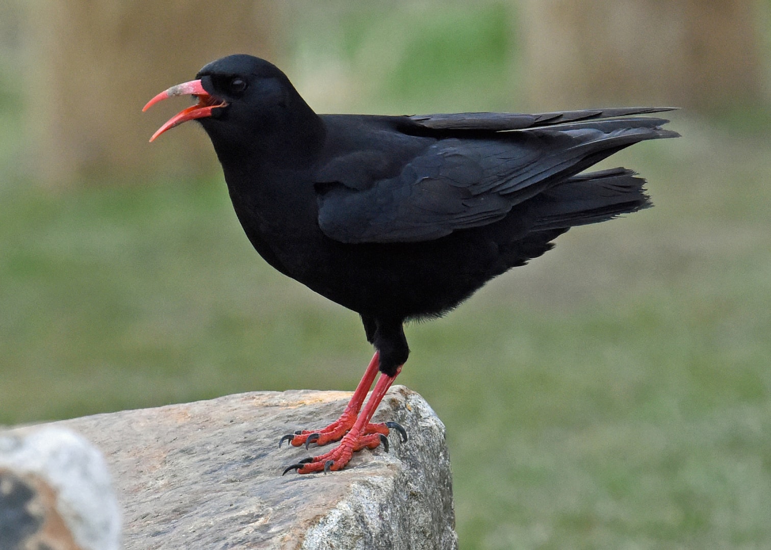 Chough by Tony Hovell - BirdGuides