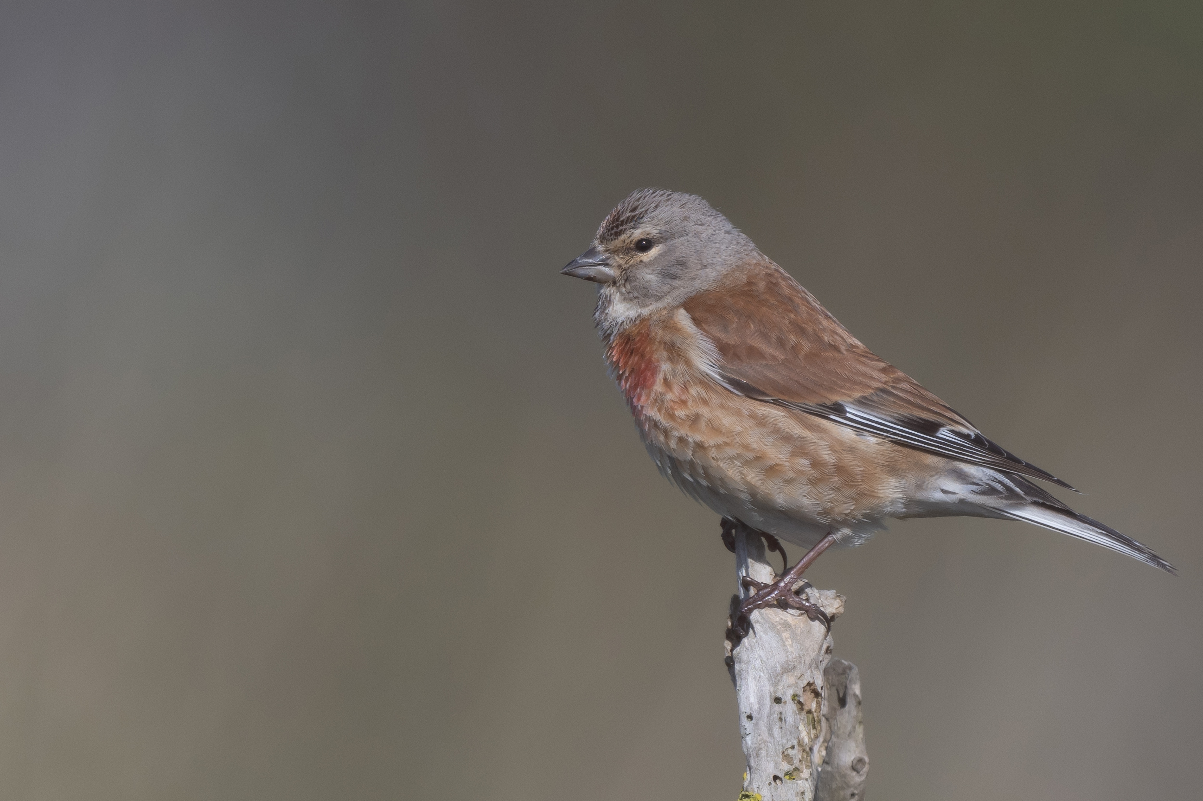 Common Linnet by Steve Bell - BirdGuides