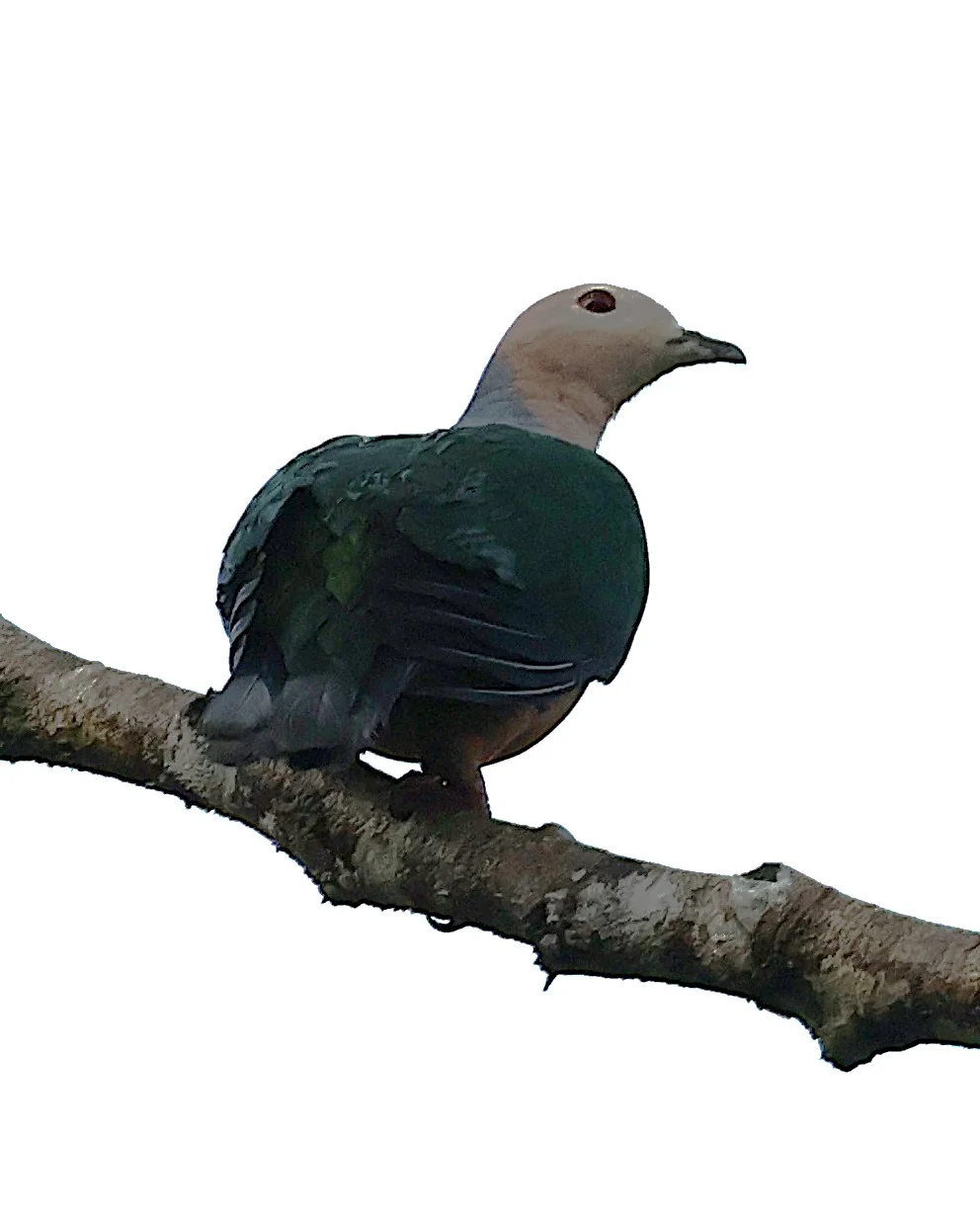 Details : Cinnamon-bellied Imperial Pigeon - BirdGuides