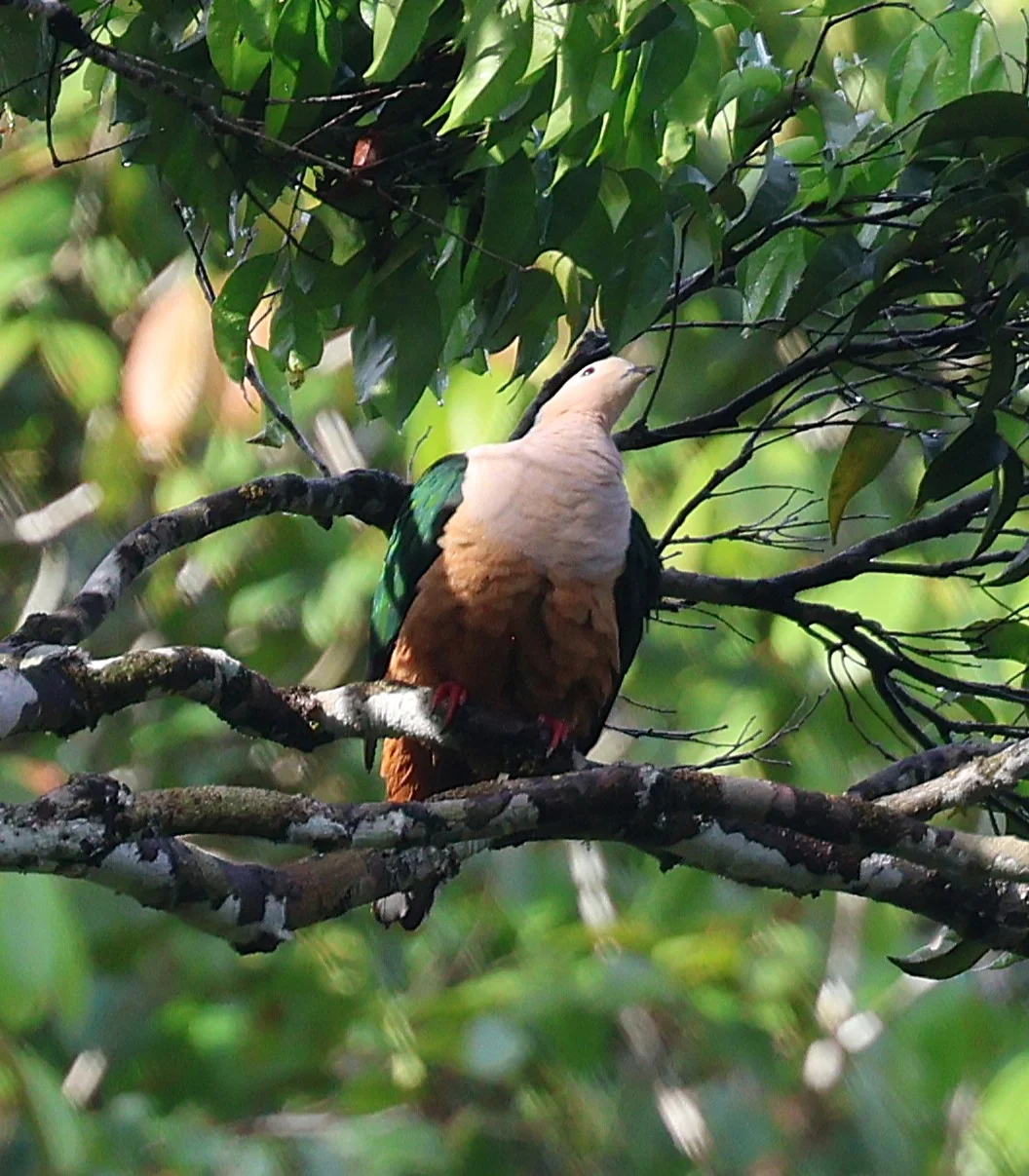 Details : Cinnamon-bellied Imperial Pigeon - BirdGuides