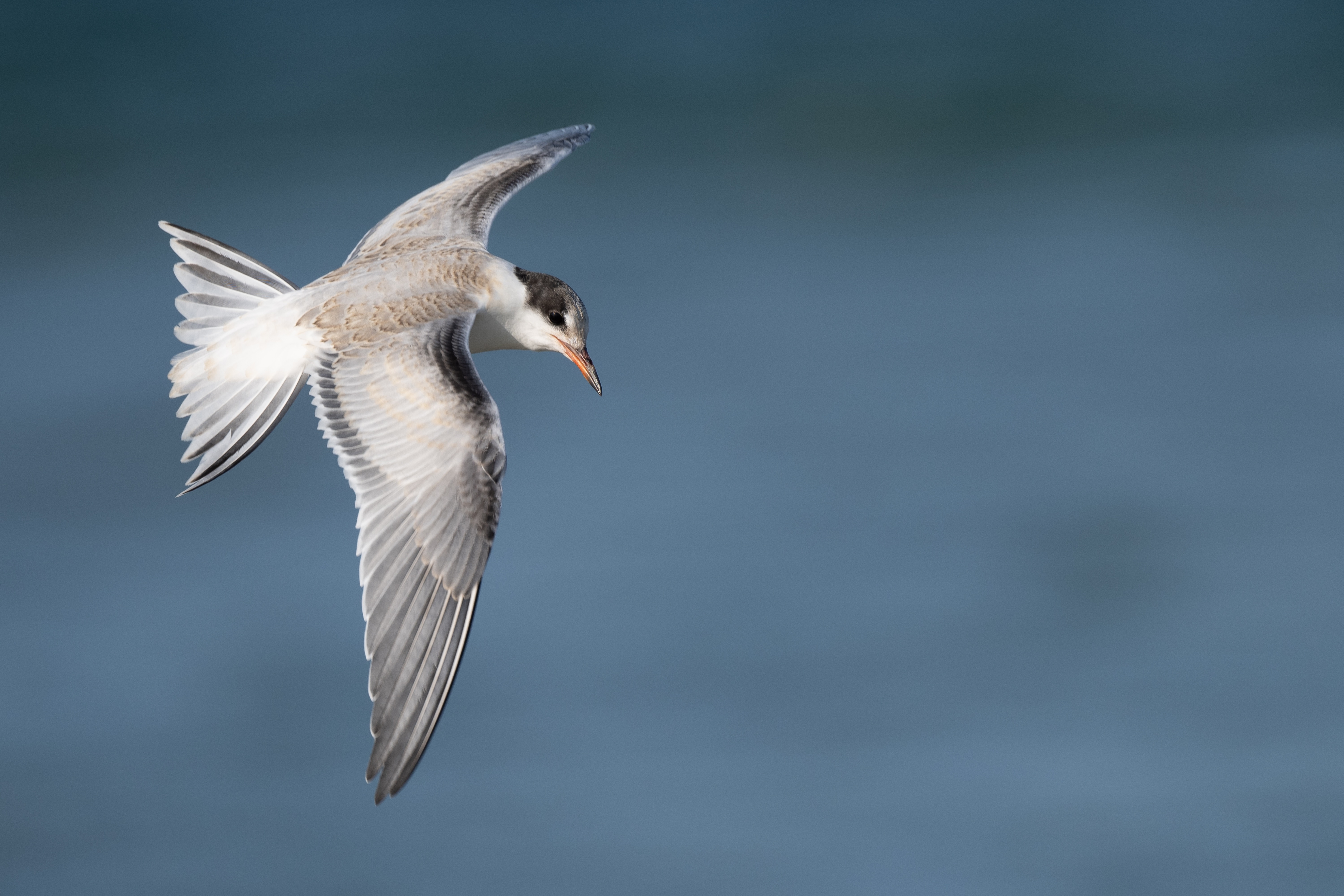 Common Tern by Steve Bell - BirdGuides