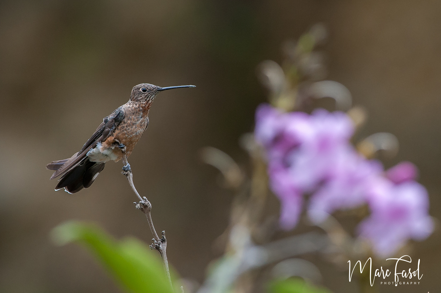 Giant Hummingbird by Marc FASOL - BirdGuides