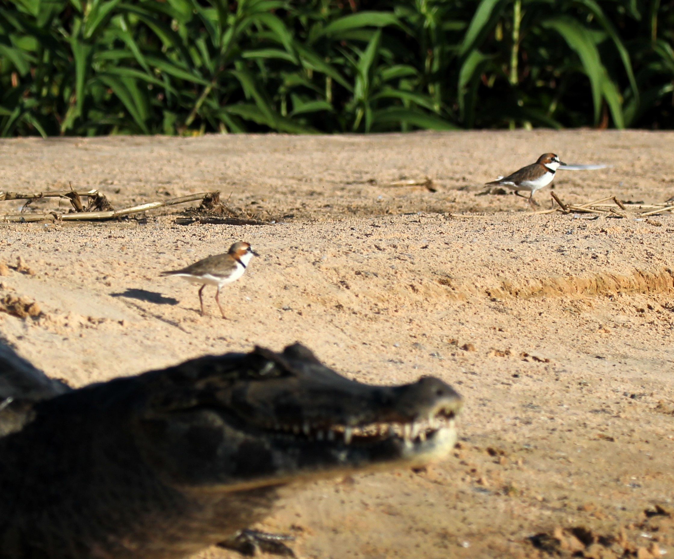 Collared Plover by Phil Ellis - BirdGuides