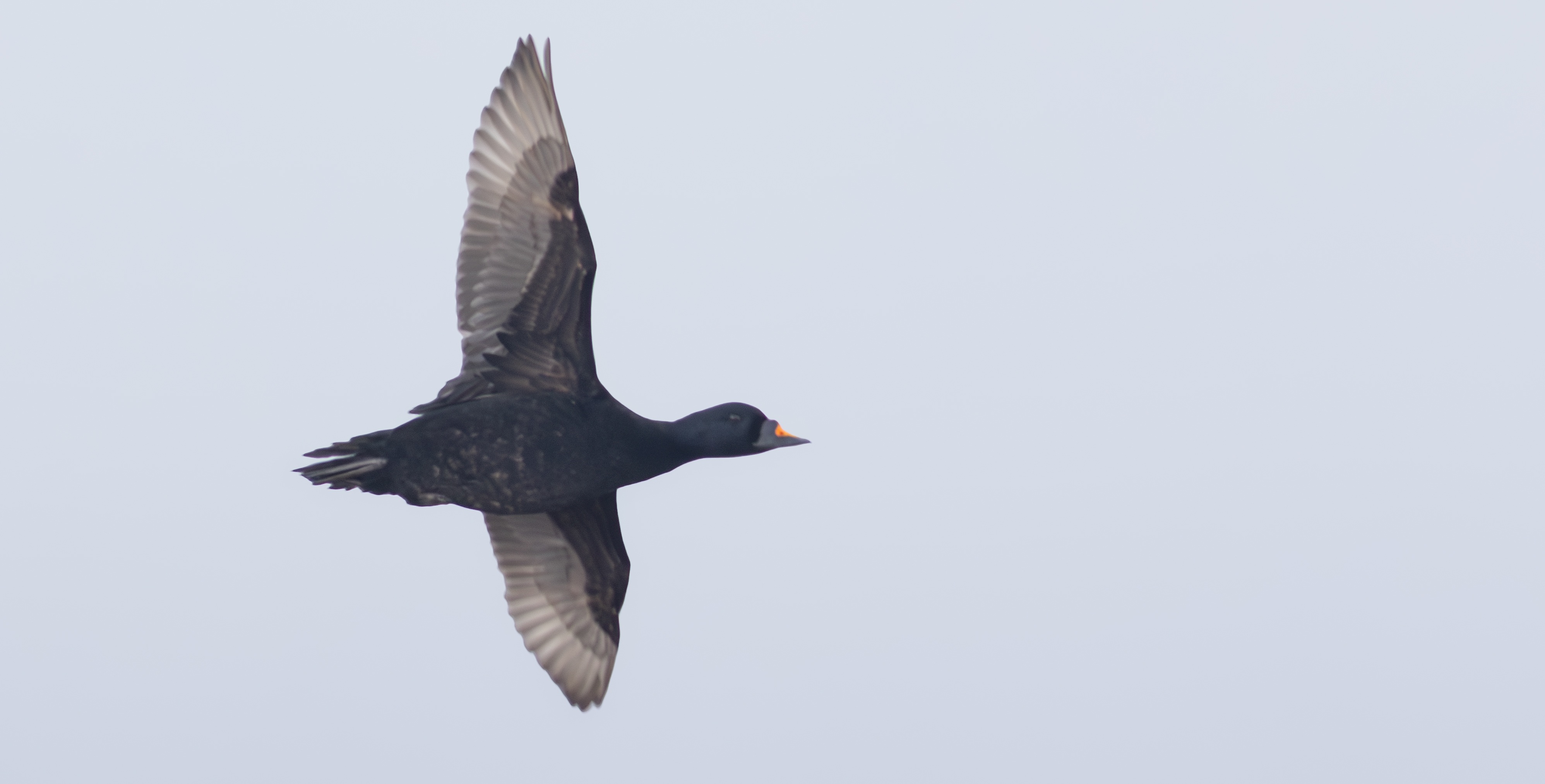 Common Scoter by Pierre Montieth - BirdGuides