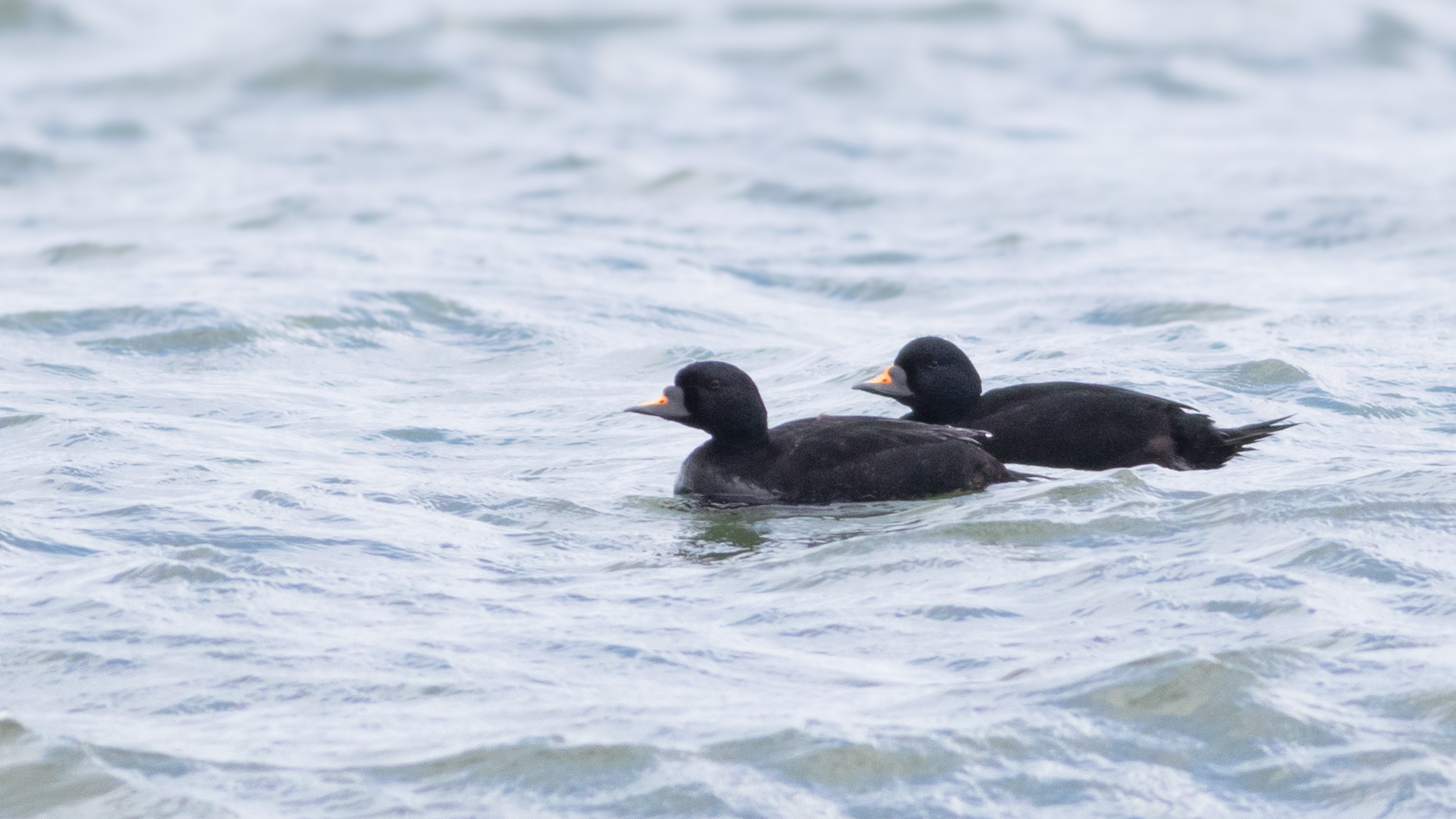 Common Scoter by Pierre Montieth - BirdGuides