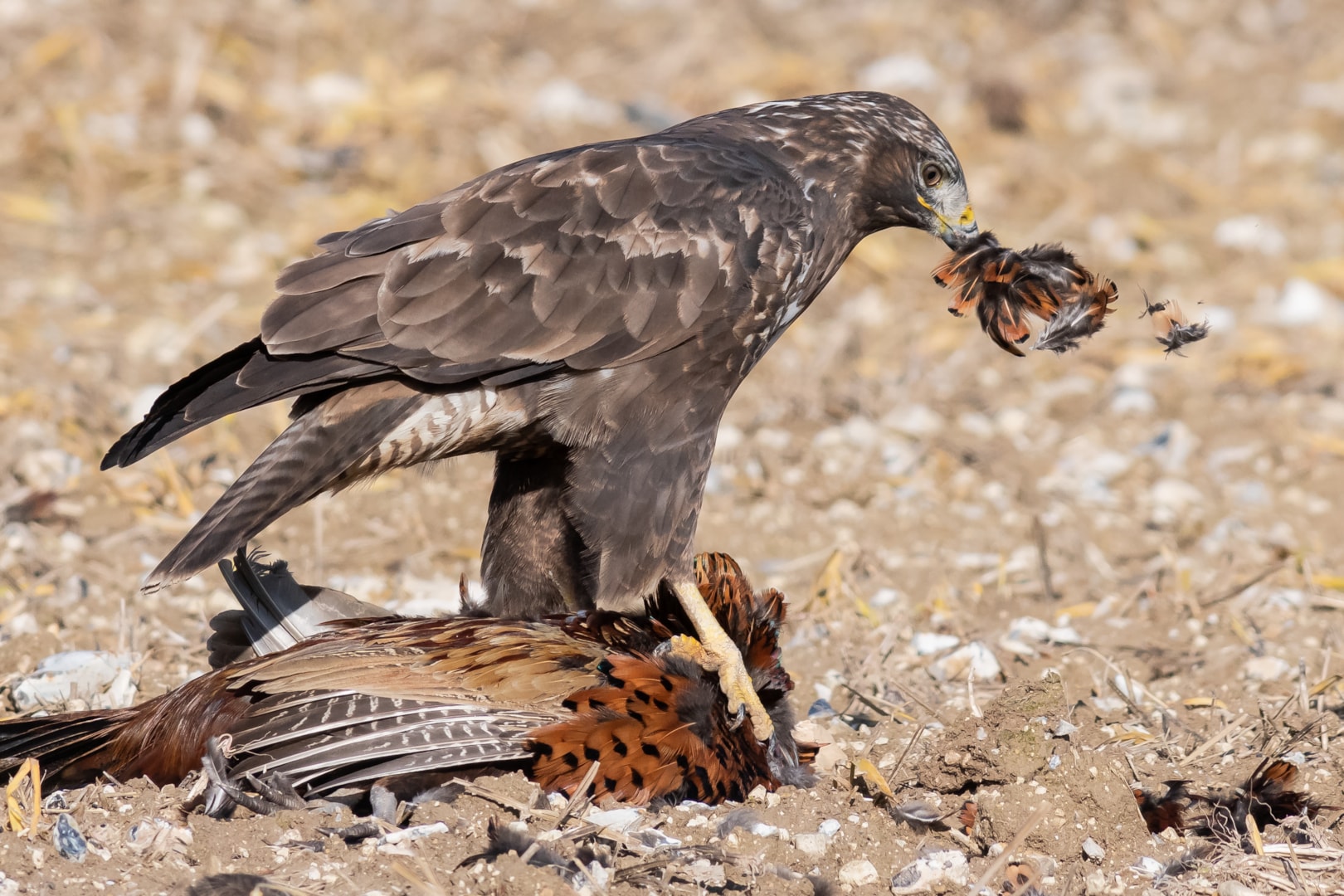 Common Buzzard by Geoff Snowball - BirdGuides