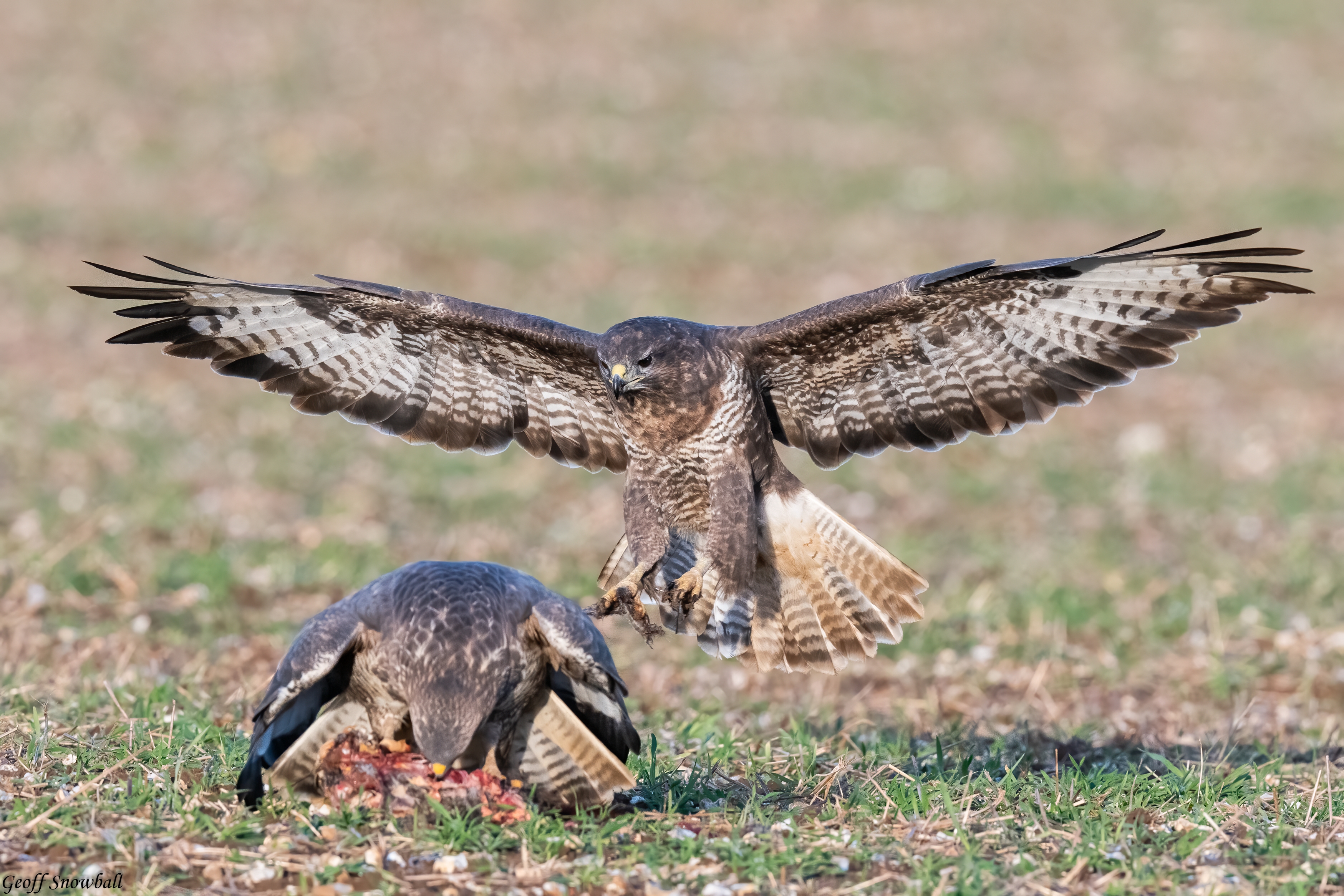 Common Buzzard by Geoff Snowball - BirdGuides