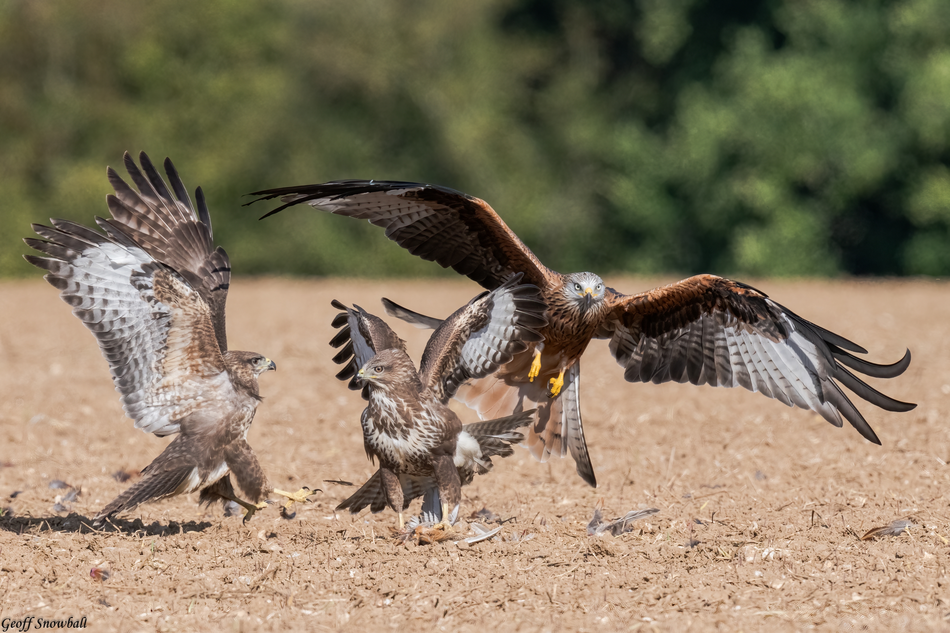 Common Buzzard by Geoff Snowball - BirdGuides