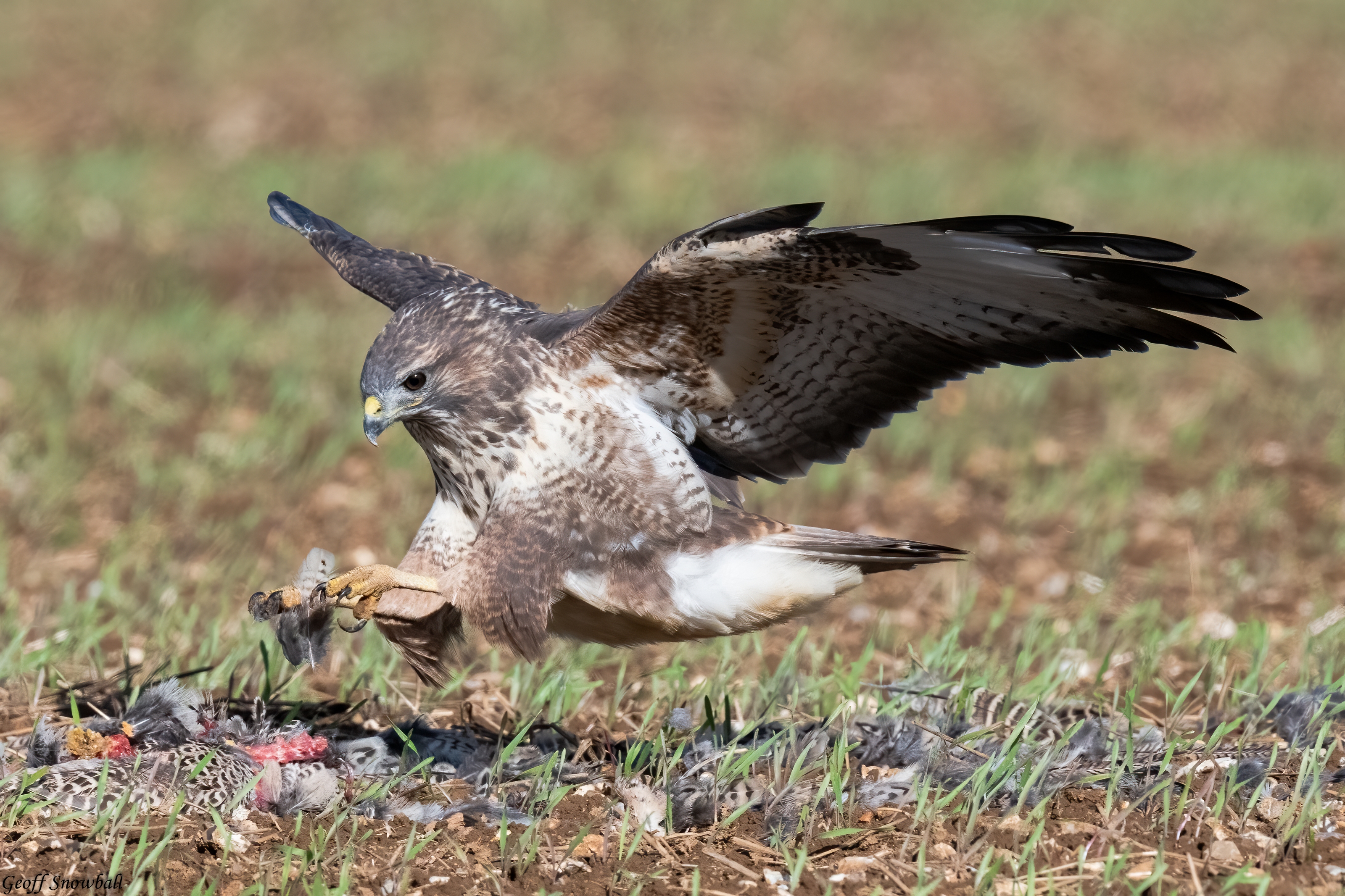 Common Buzzard by Geoff Snowball - BirdGuides