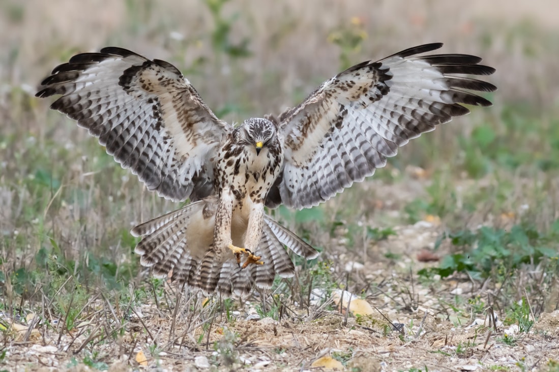 Common Buzzard by Geoff Snowball - BirdGuides