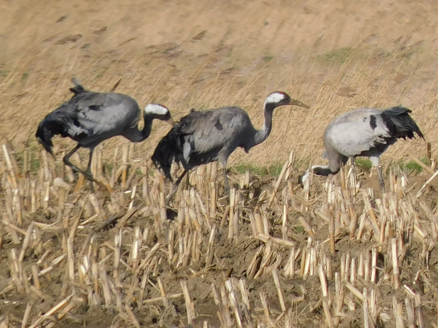 Common Crane by Michael Lawrence - BirdGuides