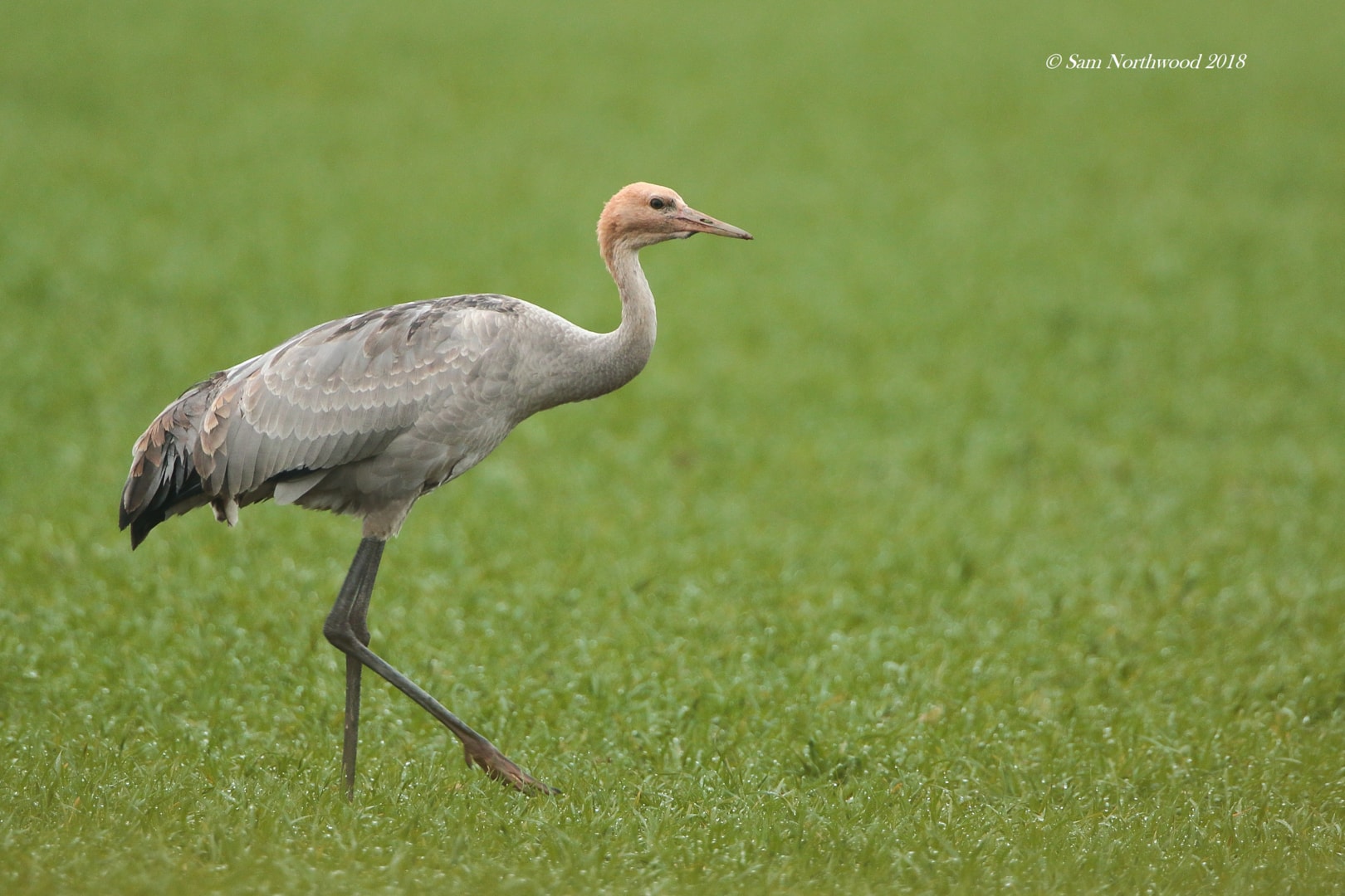Common Crane by Sam Northwood - BirdGuides