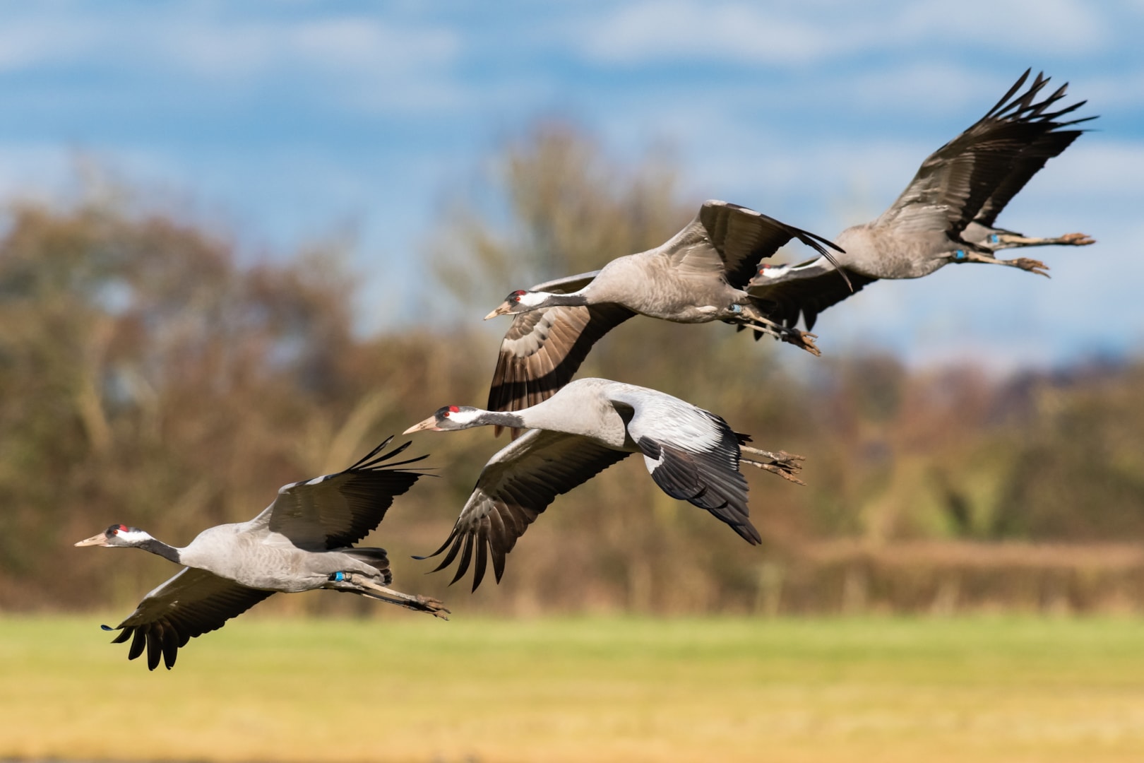 Common Crane by Geoff Snowball - BirdGuides