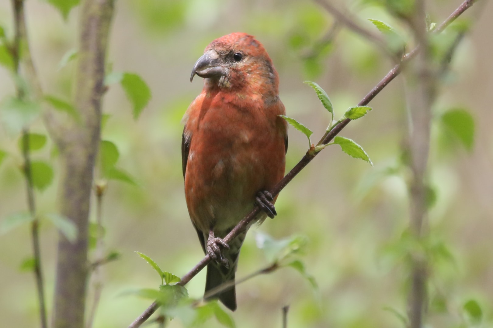 Crossbill by Steve Nicklin - BirdGuides