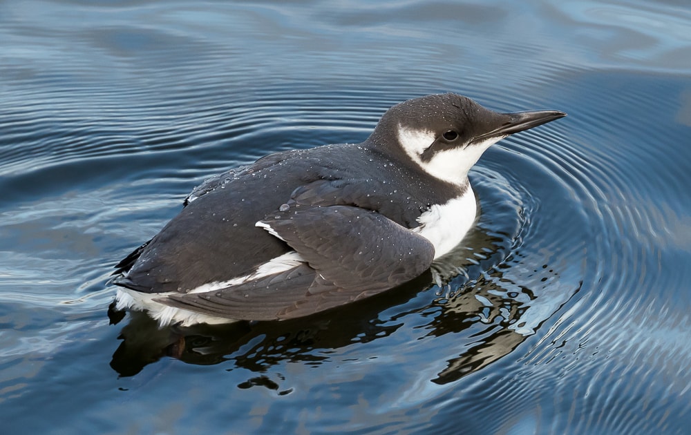 Estimated 20,000 Guillemots dead in mysterious circumstances - BirdGuides