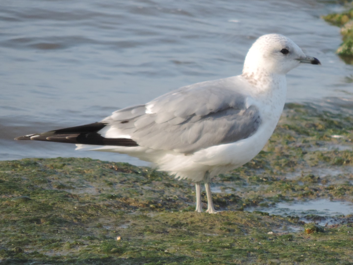 Common Gull by Michael Lawrence - BirdGuides