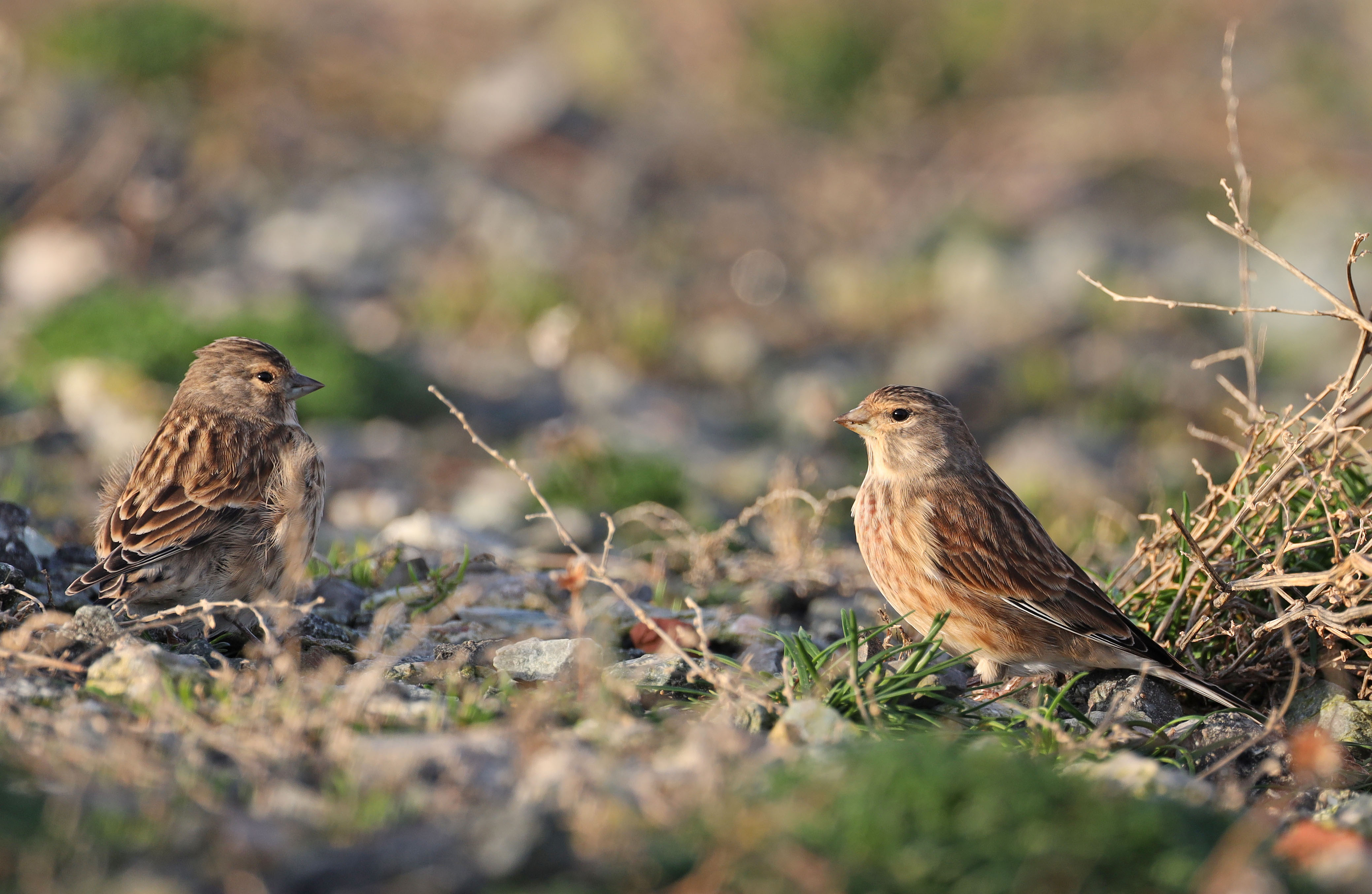 Common Linnet by David Bradshaw - BirdGuides