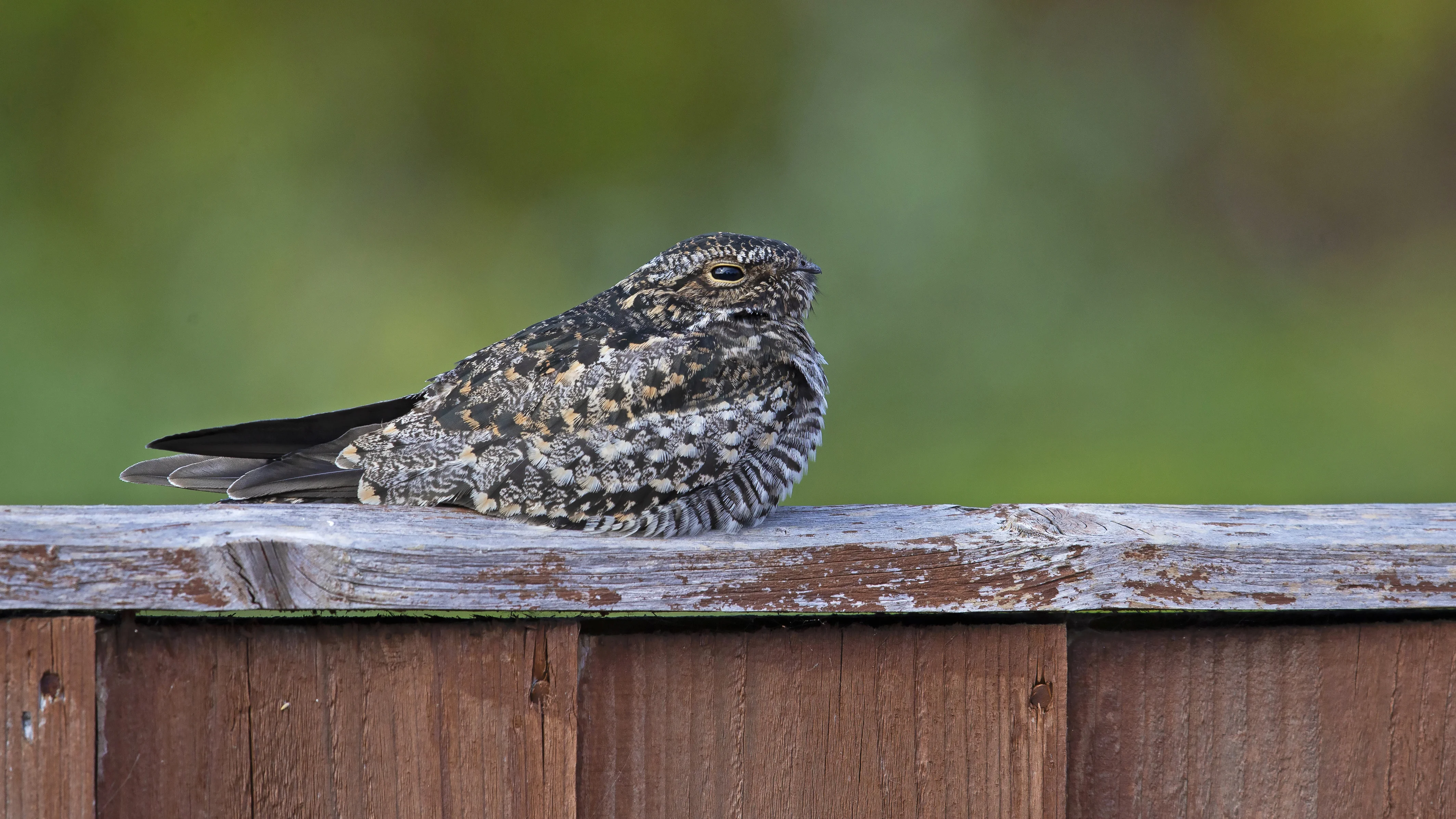 Details : Common Nighthawk - BirdGuides