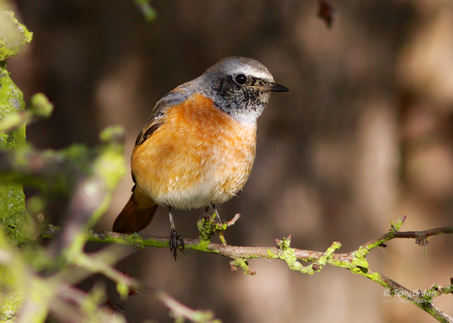 Common Redstart by Tony Brown - BirdGuides