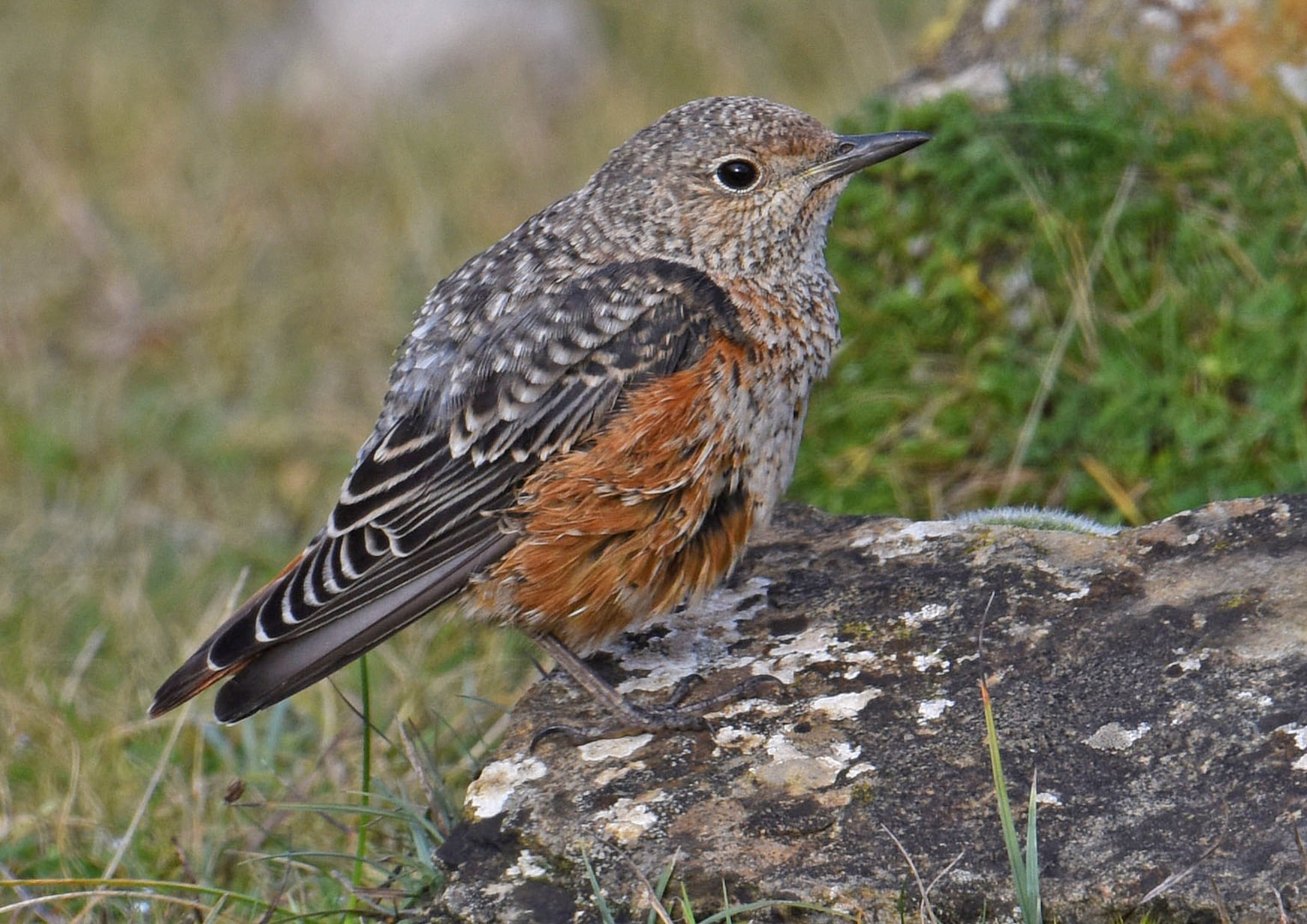 Common Rock Thrush by Tony Hovell - BirdGuides