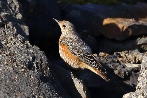 Details : Common Rock Thrush - BirdGuides