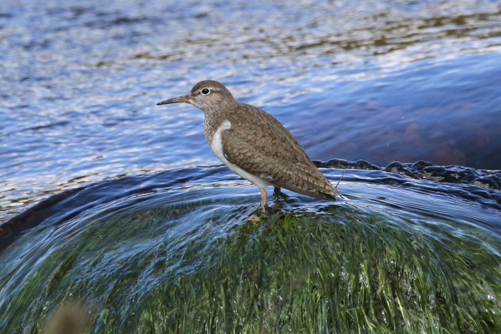 Common Sandpiper by Andrew Dodd - BirdGuides