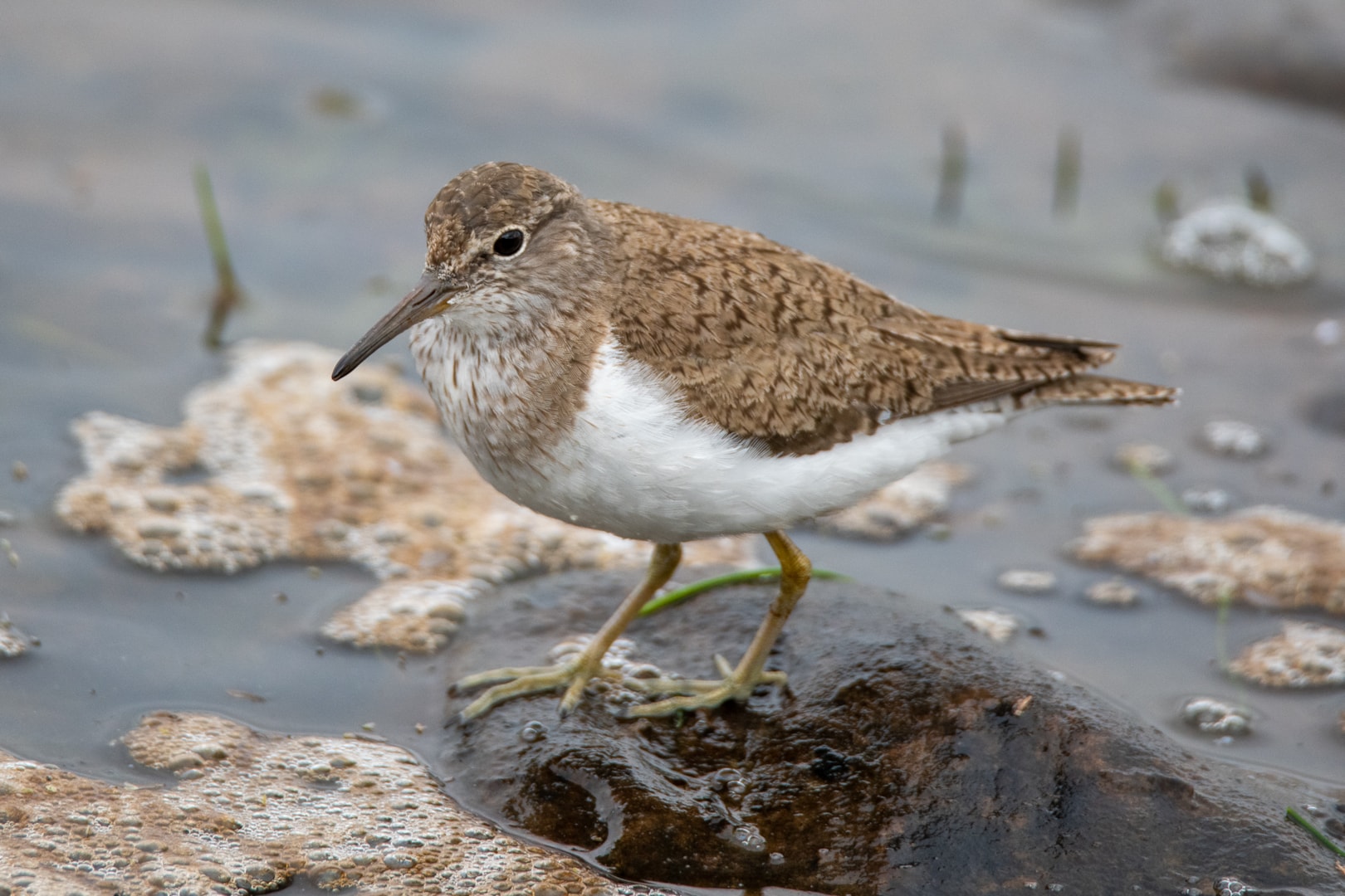 Common Sandpiper by John Henderson - BirdGuides