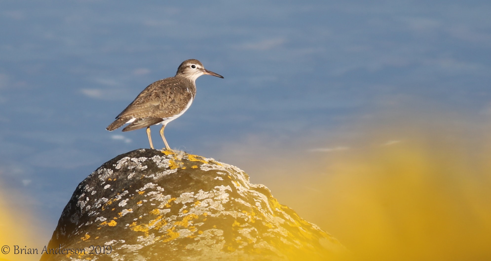 Common Sandpiper by Brian Anderson - BirdGuides