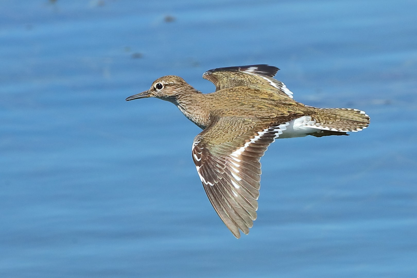 Common Sandpiper by Mike Trew - BirdGuides