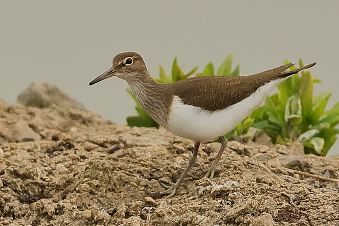 Common Sandpiper by Mike Trew - BirdGuides