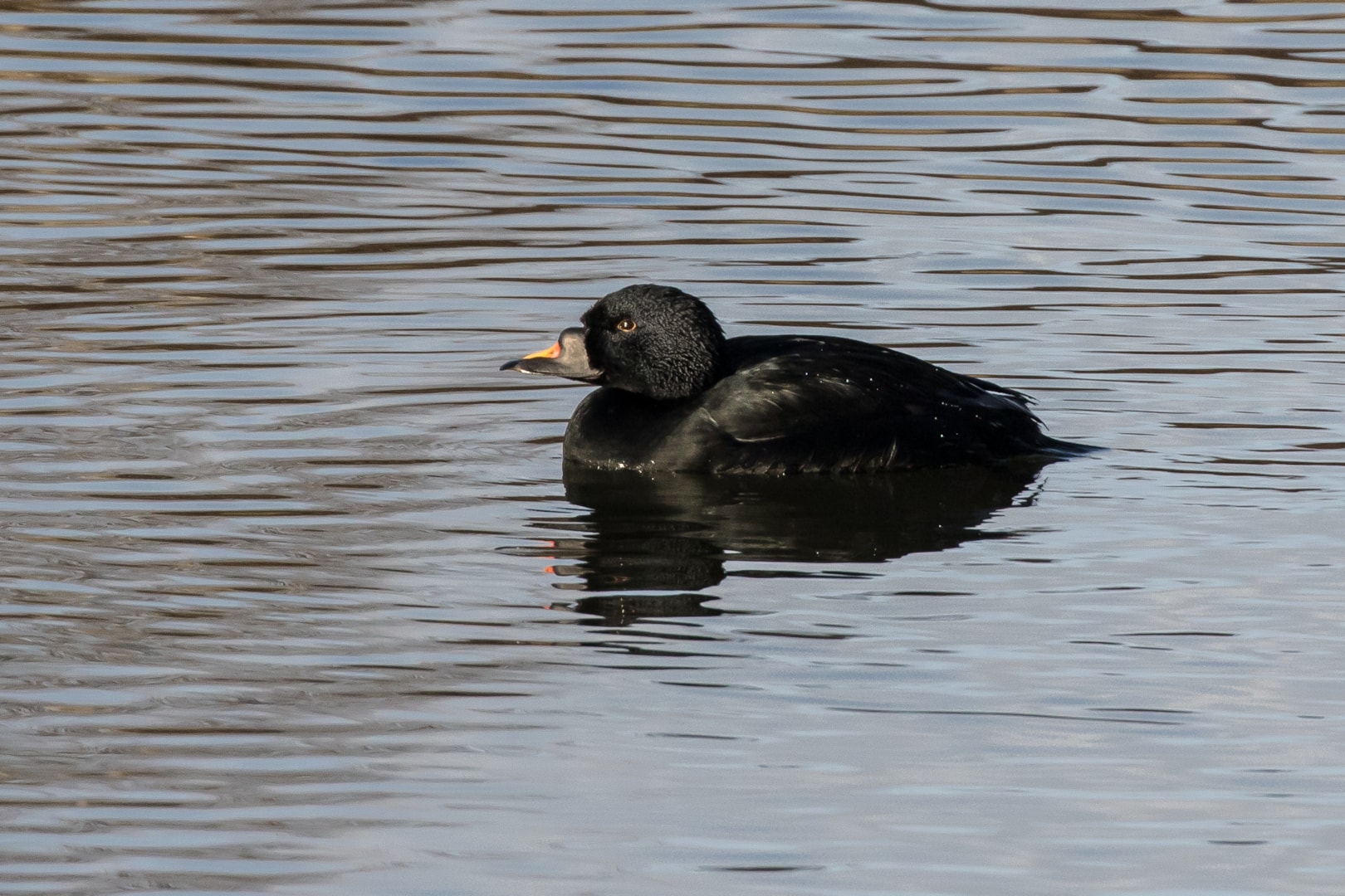 Common Scoter by Richard Fox - BirdGuides