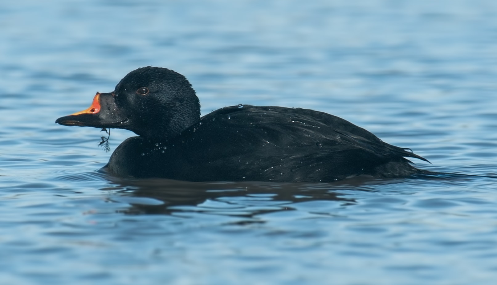 Common Scoter by Jack Bucknall - BirdGuides