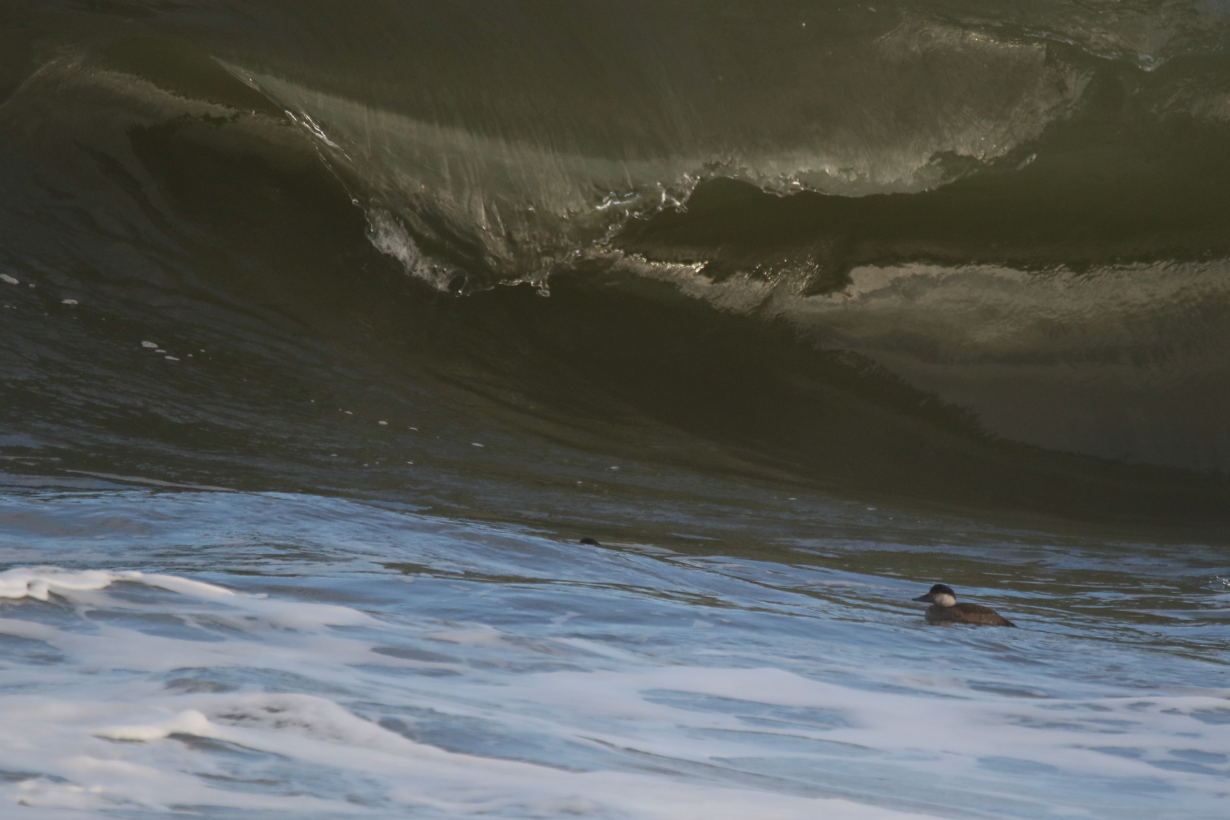 Common Scoter by Steve Nicklin - BirdGuides