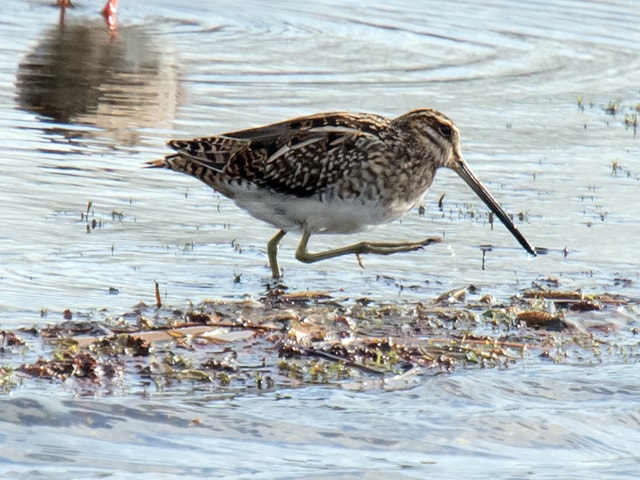 Common Snipe by Trevor Gunby - BirdGuides
