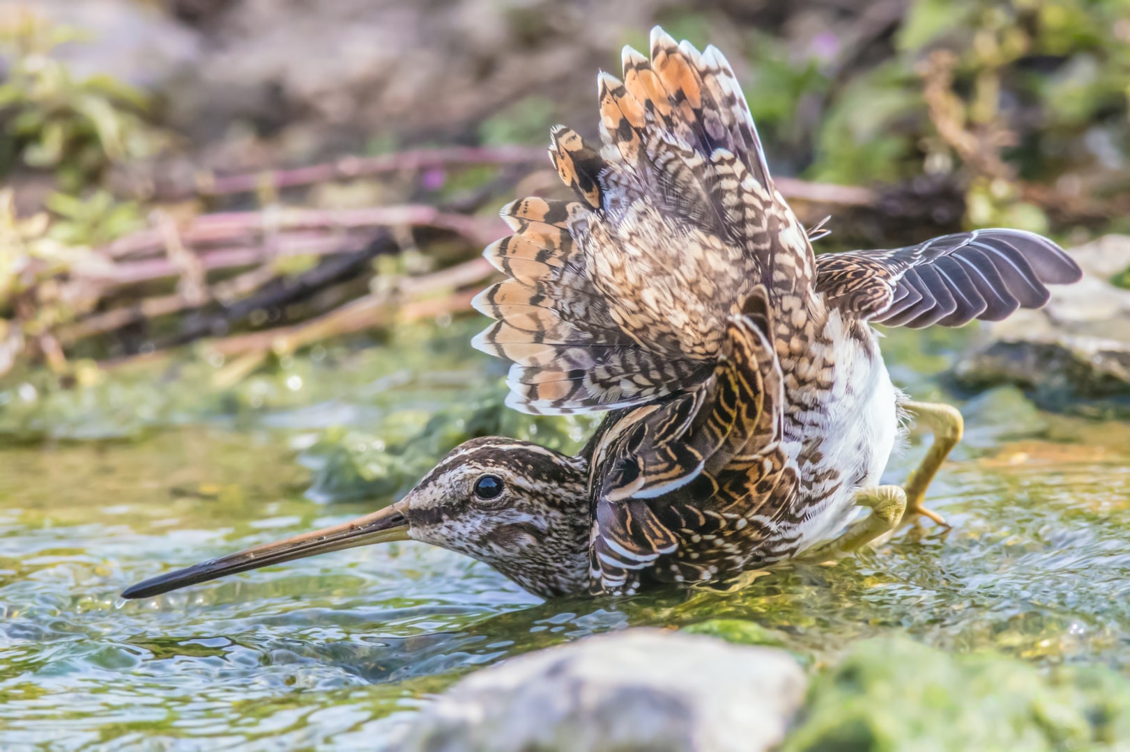 Common Snipe by Phil Gower - BirdGuides