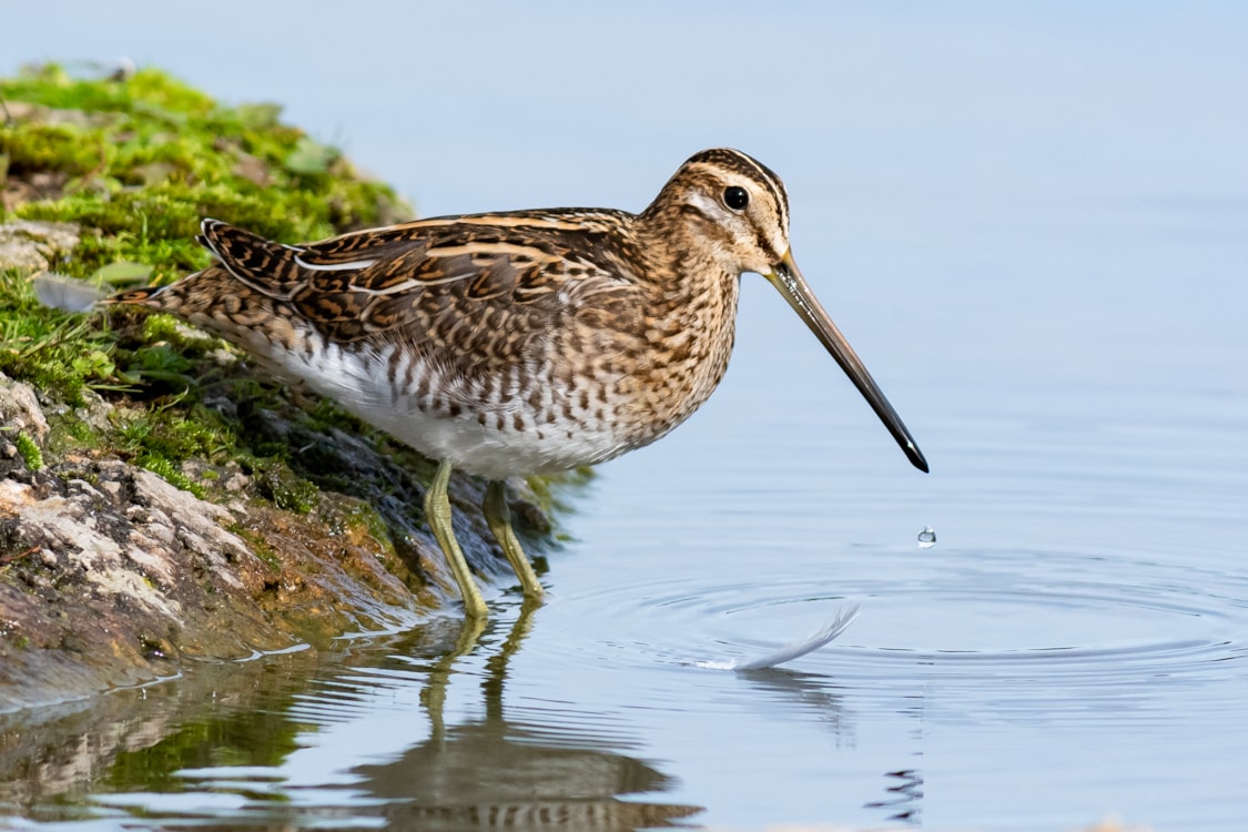 Common Snipe by Geoff Snowball - BirdGuides