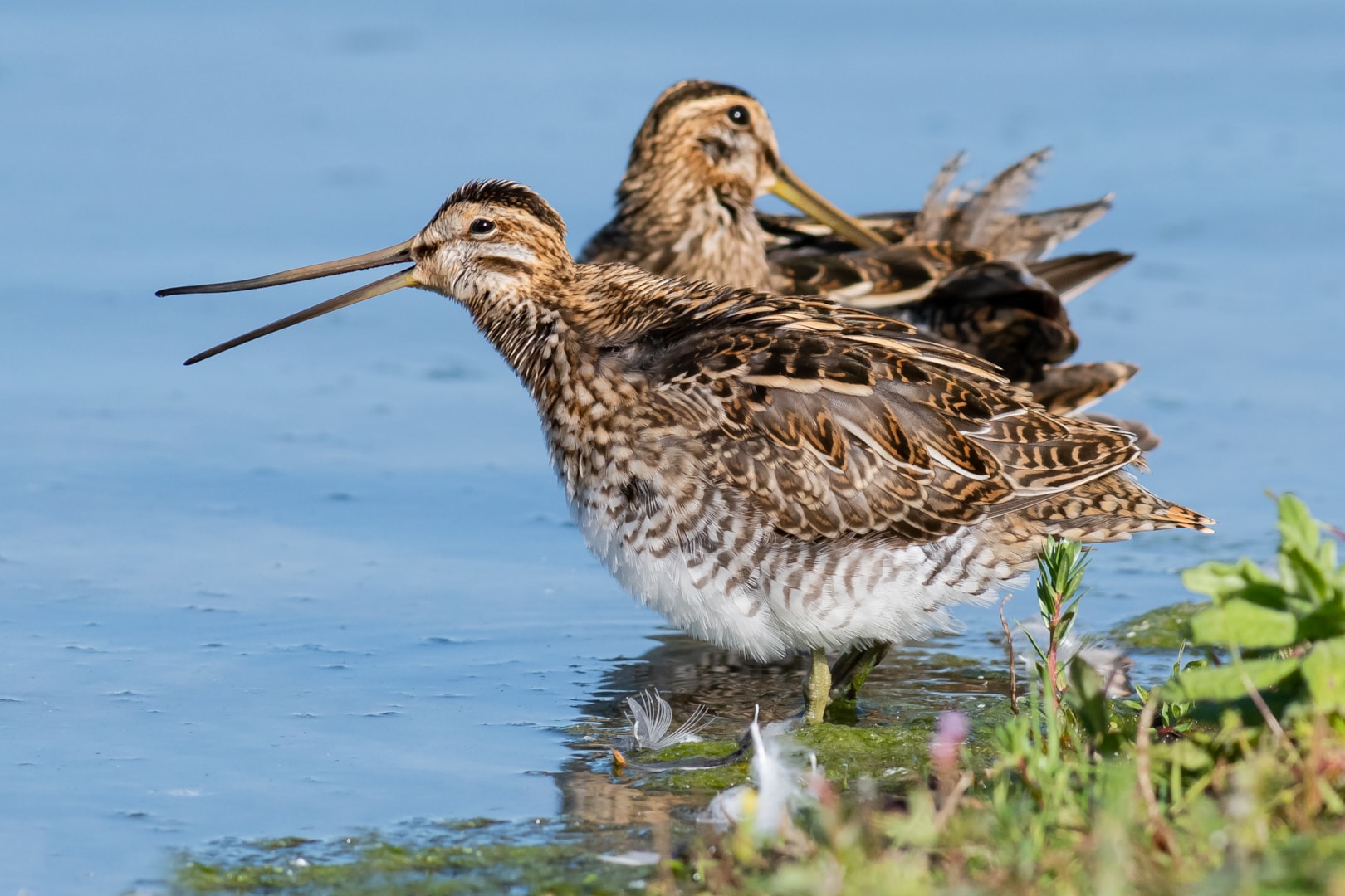 Common Snipe by Geoff Snowball - BirdGuides