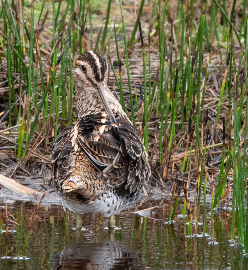 Common Snipe by Andy Hall - BirdGuides