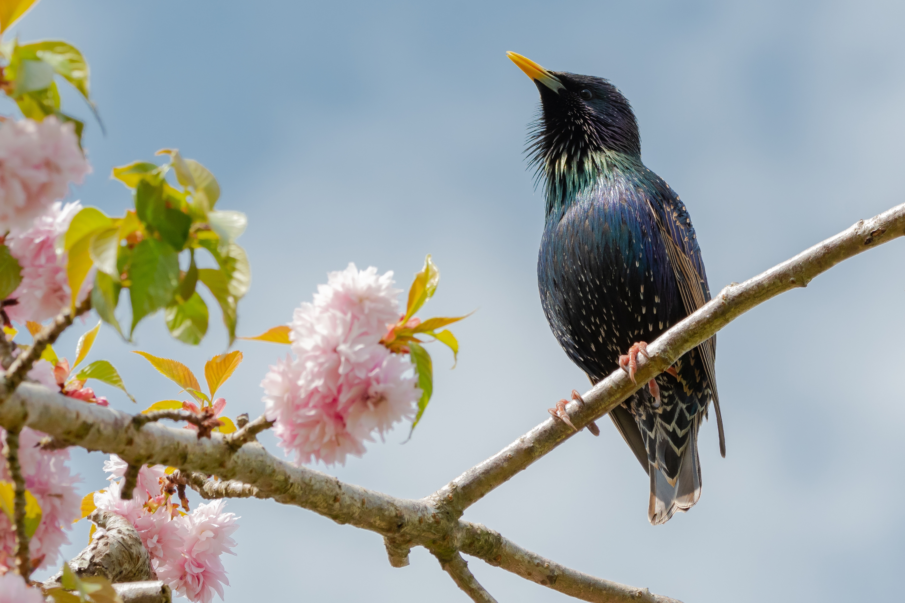 Common Starling by Geoff Snowball - BirdGuides