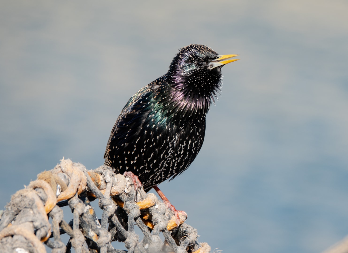 Common Starling by Andy Hall - BirdGuides