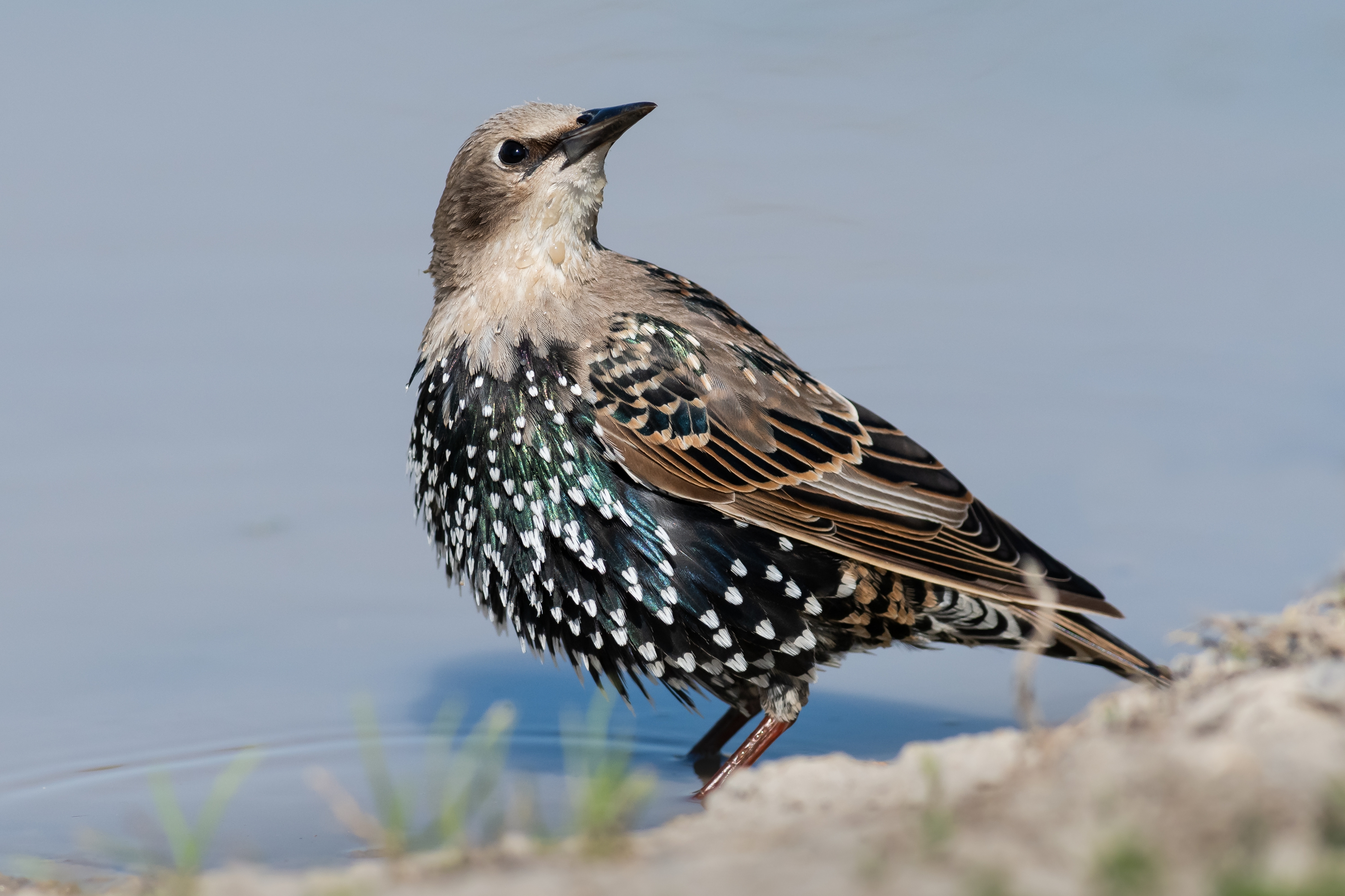 Common Starling by Geoff Snowball - BirdGuides
