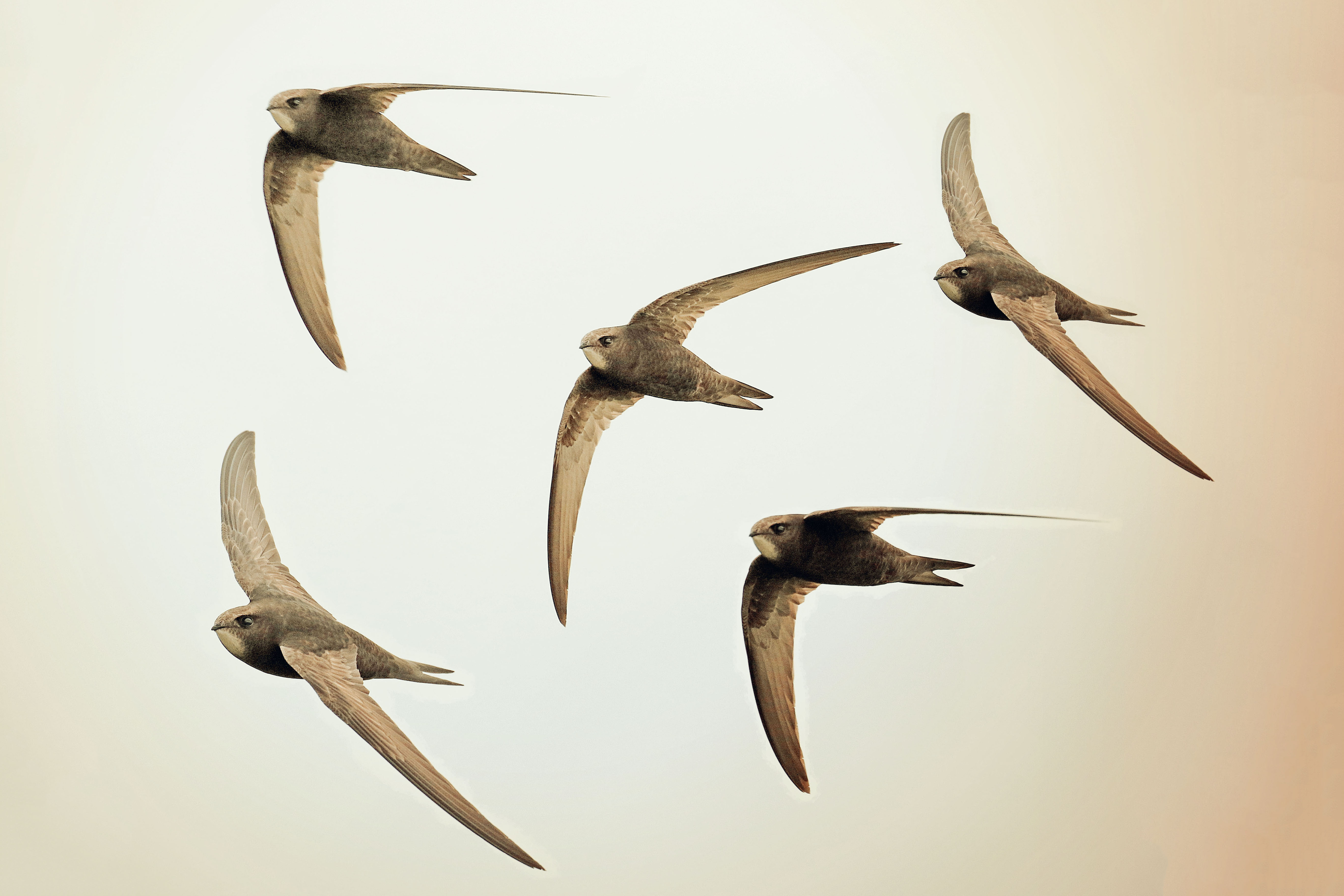 Common Swift by Christopher Bell - BirdGuides