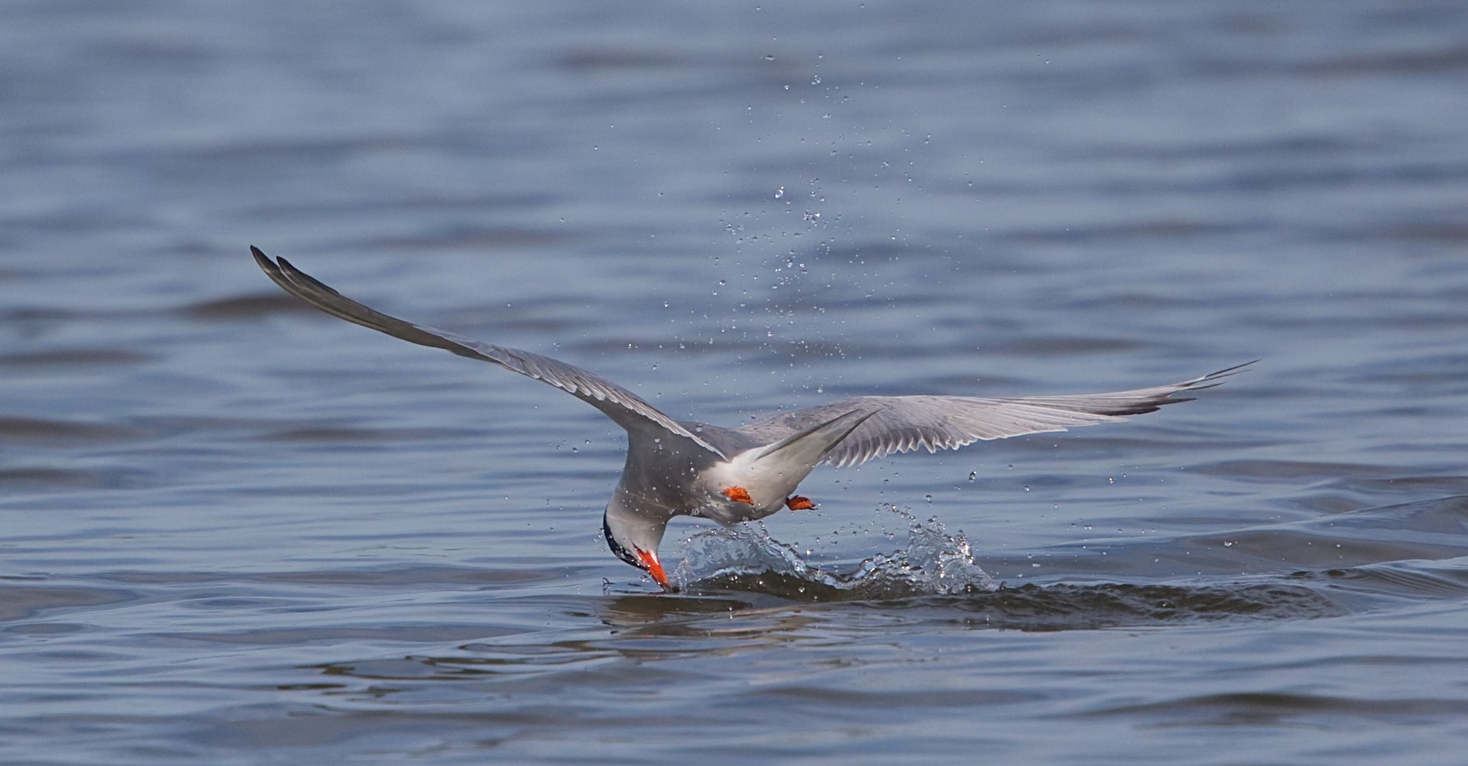 Common Tern by Nick Brown - BirdGuides