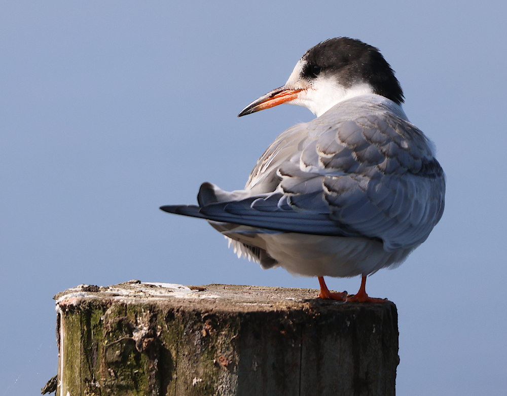 Common Tern by David A Johnston - BirdGuides